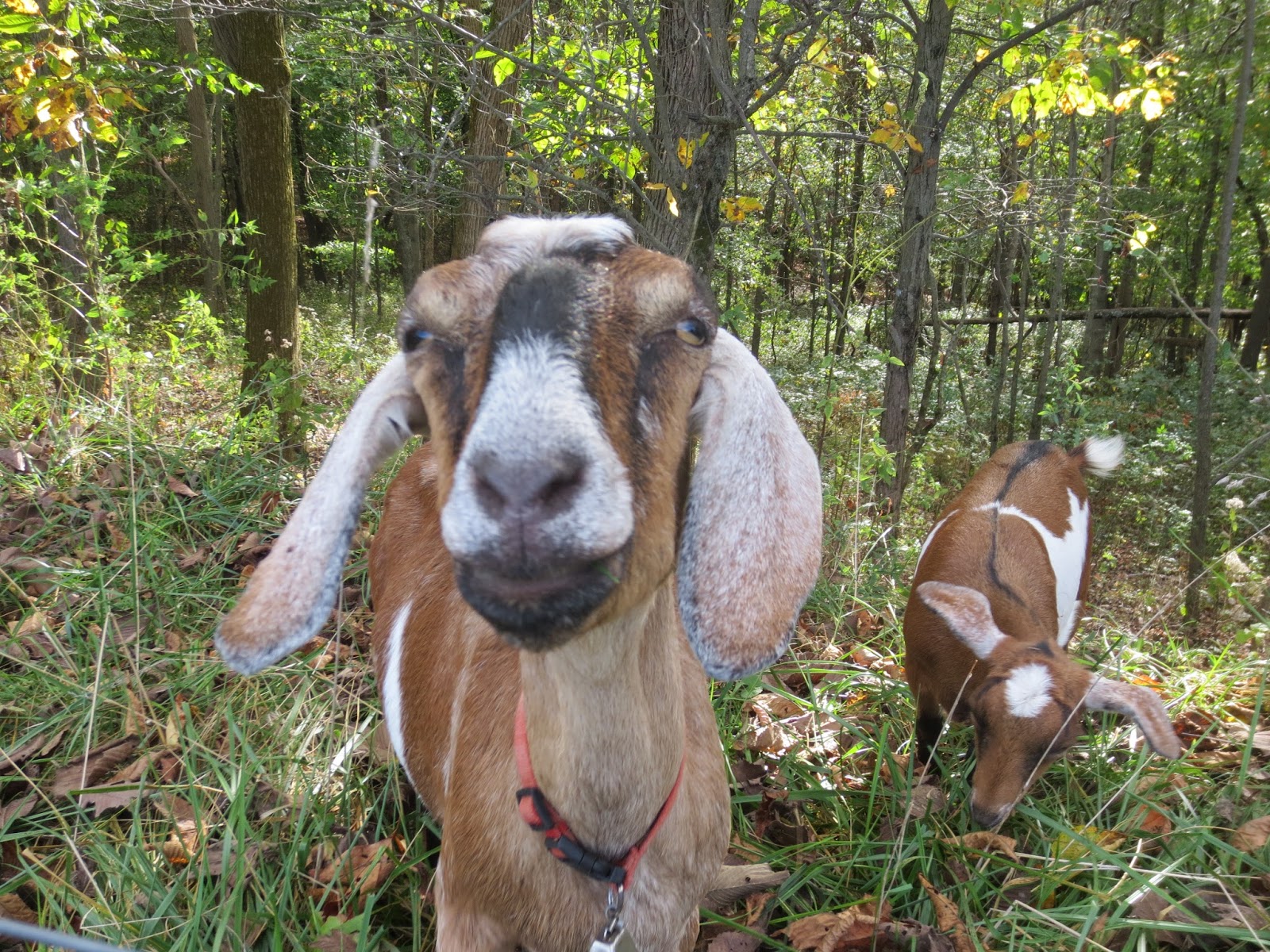 French Country Style from the Foot of the Rockies: Return to the Country