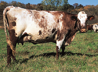 Cara Beternak: Mengenal Sapi Milking Shorthorn dan Red poll, Sapi perah ...