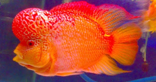 IKAN HIAS AIR TAWAR TROPICAL FISH: Golden Red/Cing kang Lou Han