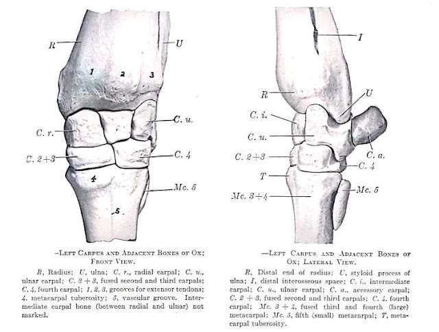 Bones of Carpus | Gross Anatomy | Anjani Mishra