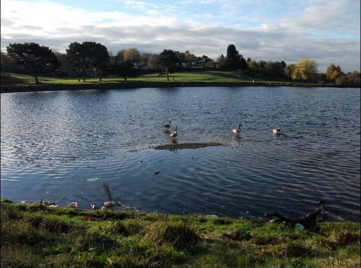 Vinnyman's Birding and Nature Blog.: Witton Lakes and Brookvale Park ...