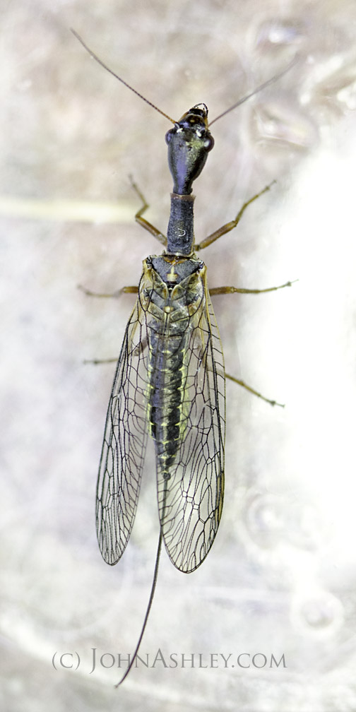 Wild and Free Montana: Snakes on a Pane
