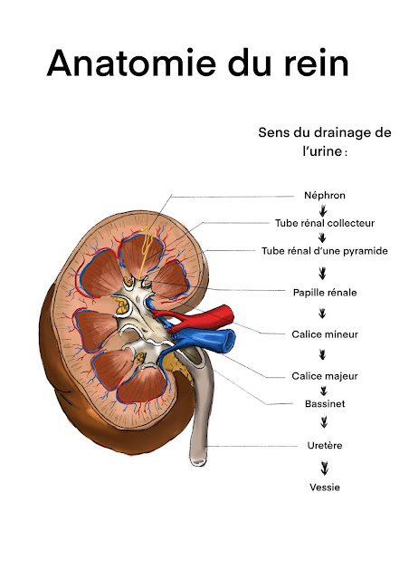 microkiné - lecture biologique Tours: la vessie en lecture biologique