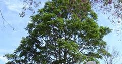 ASOCIACION ECOLOGISTA RIO MOCORETA: ÁRBOL CEDRO COYA Cedrela angustifolia