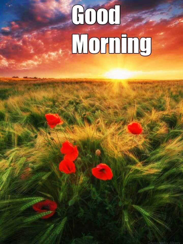 Best 444+ Good Morning Images Free Download For WhatsApp HD Download ...