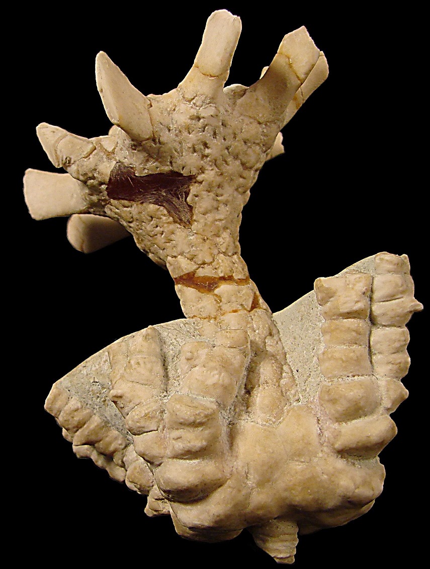 Paleozoic crinoids and their friends :)