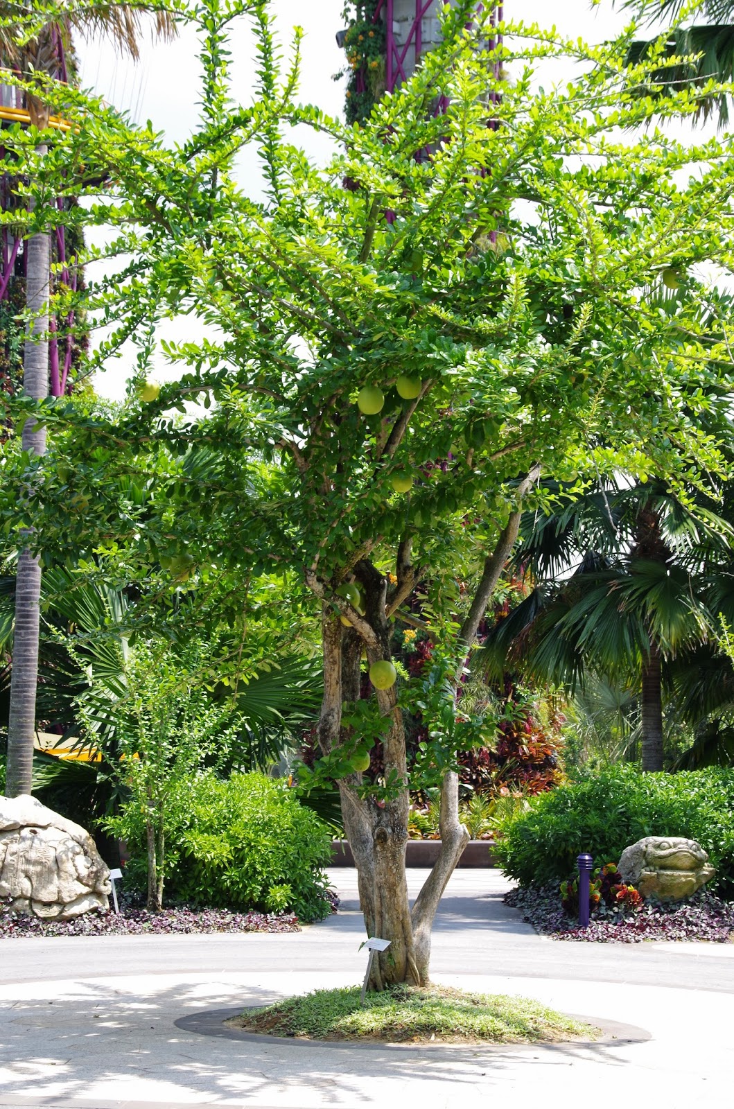 Trees and Plants: Calabash Tree