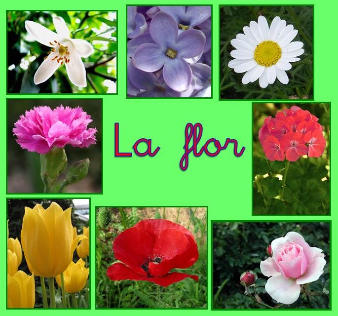 El Monstruito en Monteagudo: Las plantas- II: La flor.