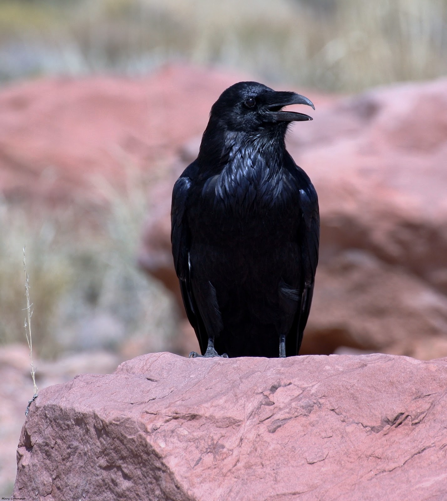 The Southwest Through Wide Brown Eyes: Islands in the Sky - Part Two