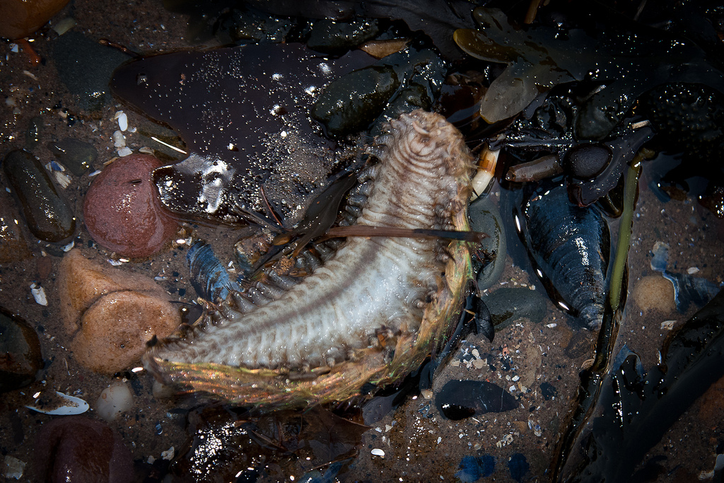 Real Monstrosities: Sea Mouse