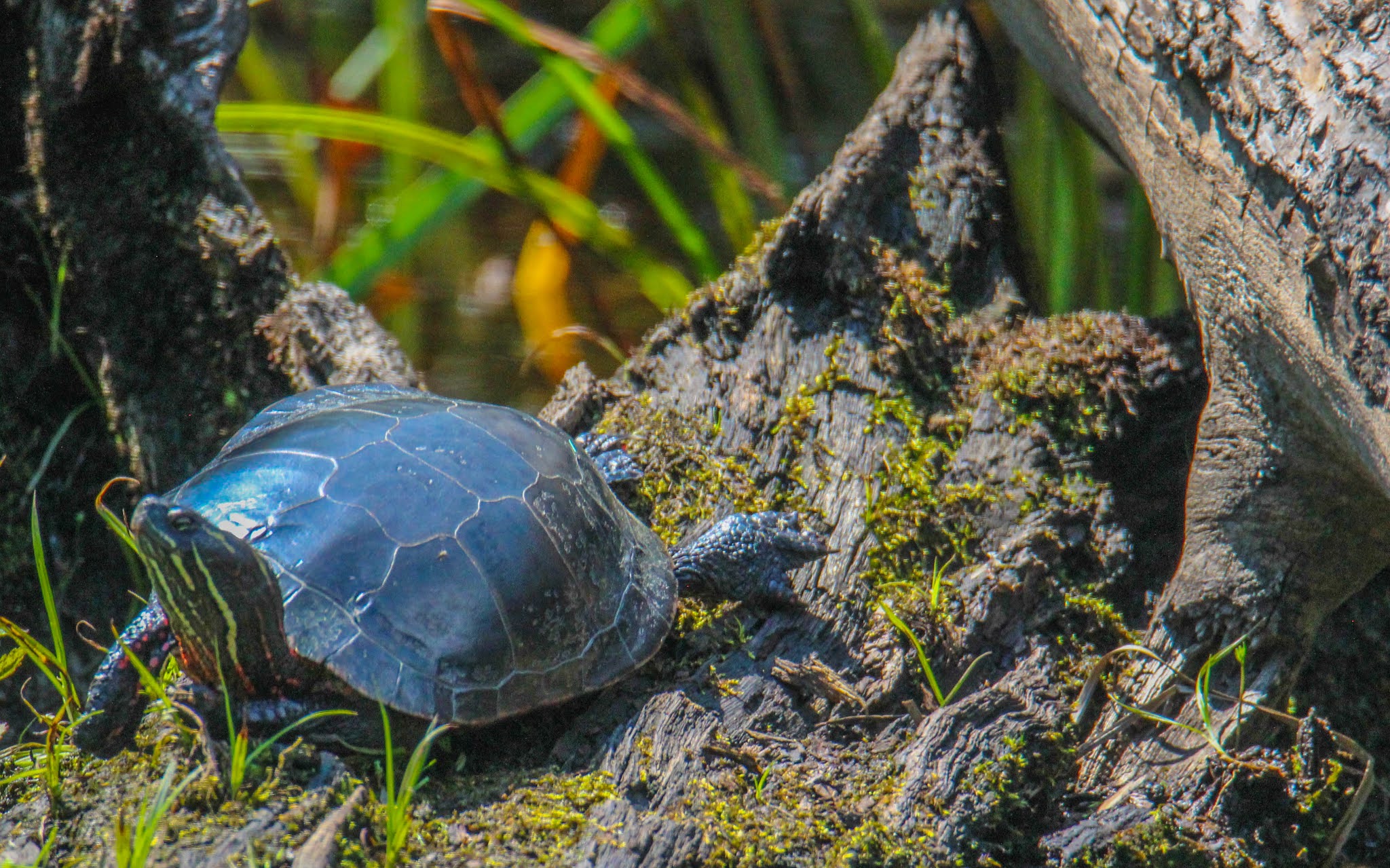 Cannundrums: Midland Painted Turtle