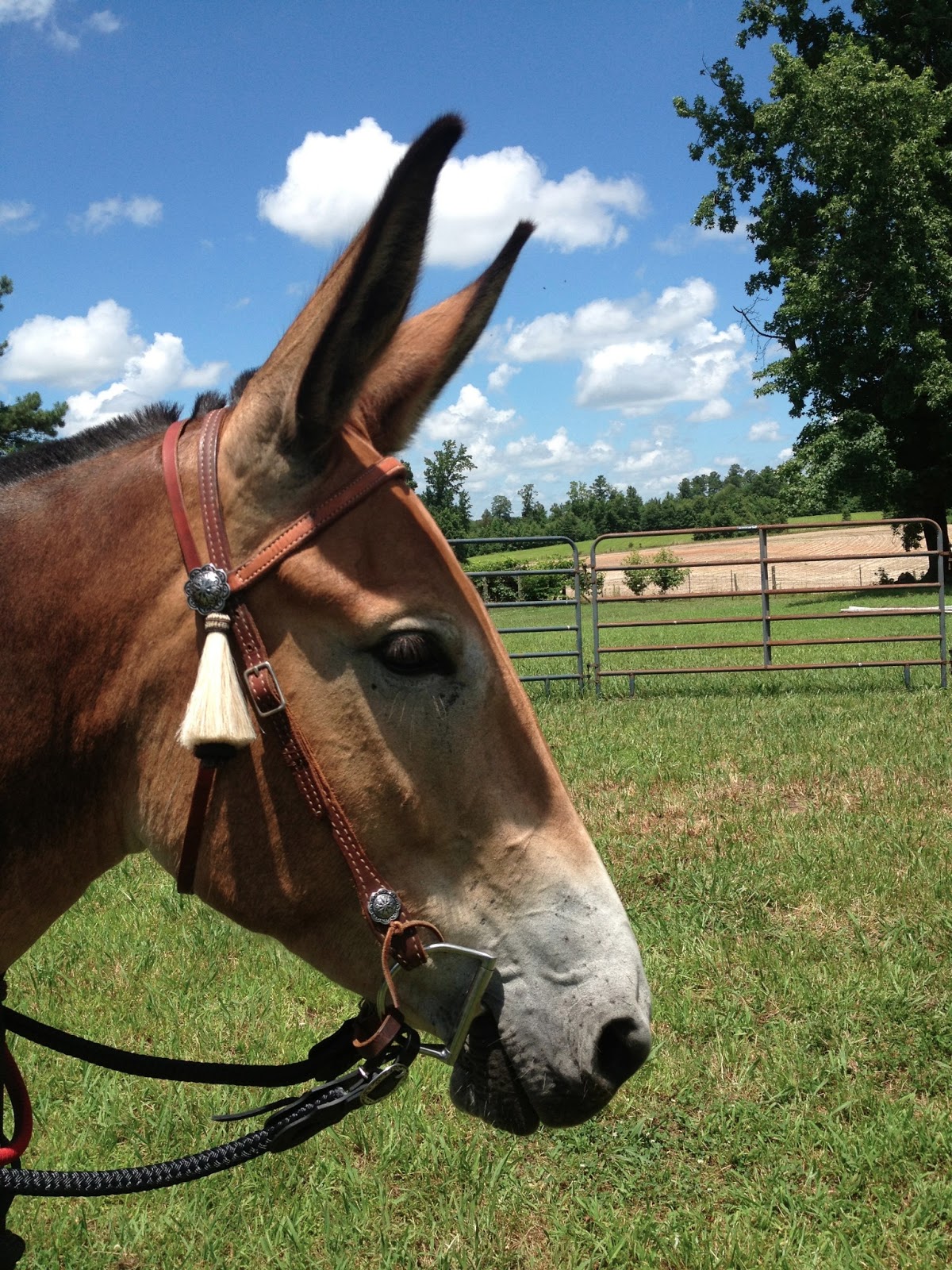 St.Clair Red Mule Farm -Mule & Donkey Adventures