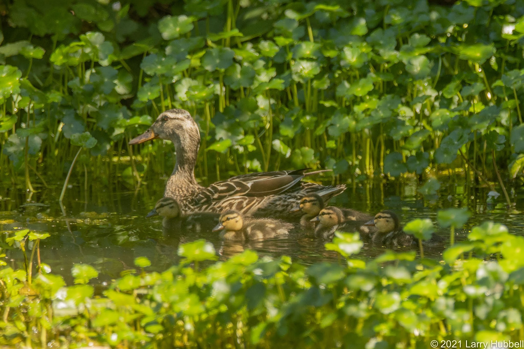 Union Bay Watch : Ducklings are Delightful