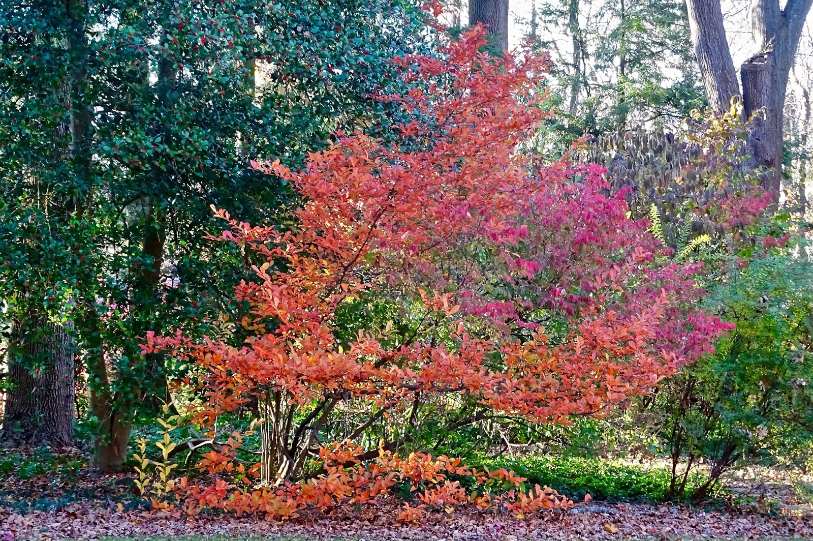 Garden Diary: Burning Bush, Super Moon, Powerful Aida.