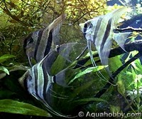 Jendela Hewan: Budidaya Ikan Manfish (Angel Fish)