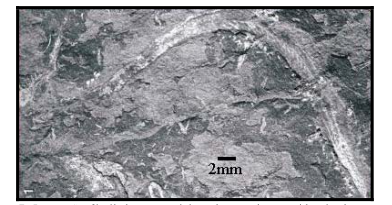 X-Burgess: Os famosos conodontes