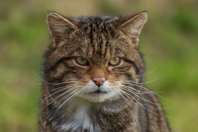 British Wildlife Centre ~ Keeper's Blog: Wildcat Update