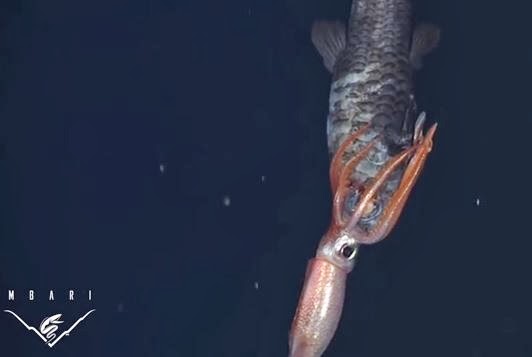 bensozia: Deep Sea Squid vs. Owlfish