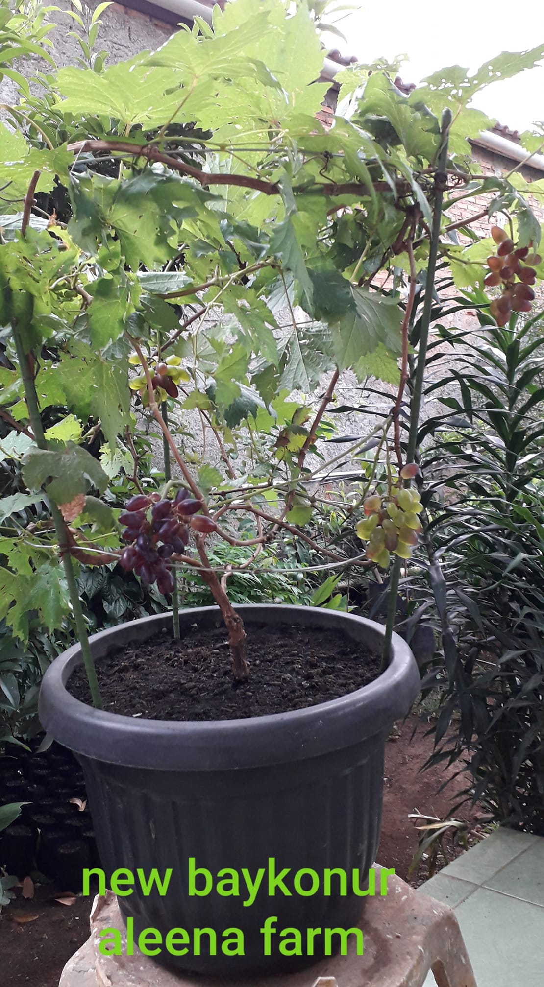 referensi tabulampot anggur di pot ukuran 40cm | Pohon Anggur Genjah