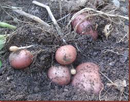 Cara Menanam Kentang