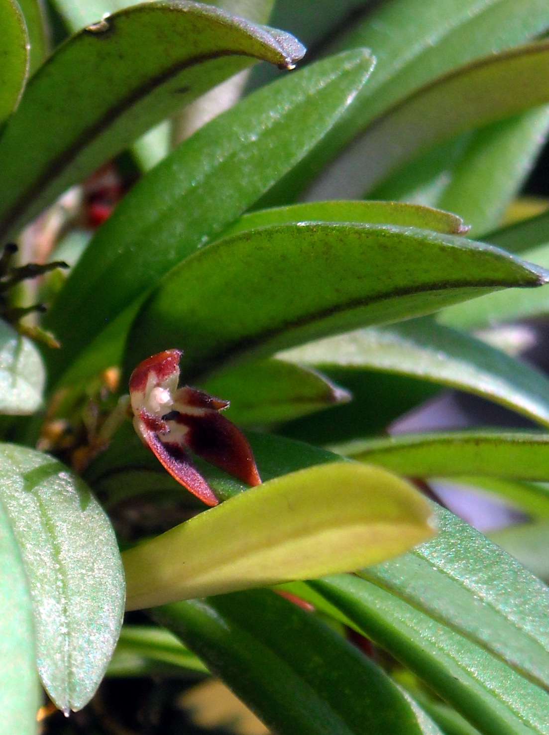 Taccuino delle orchidee di silviaB: Pleurothallis funerea
