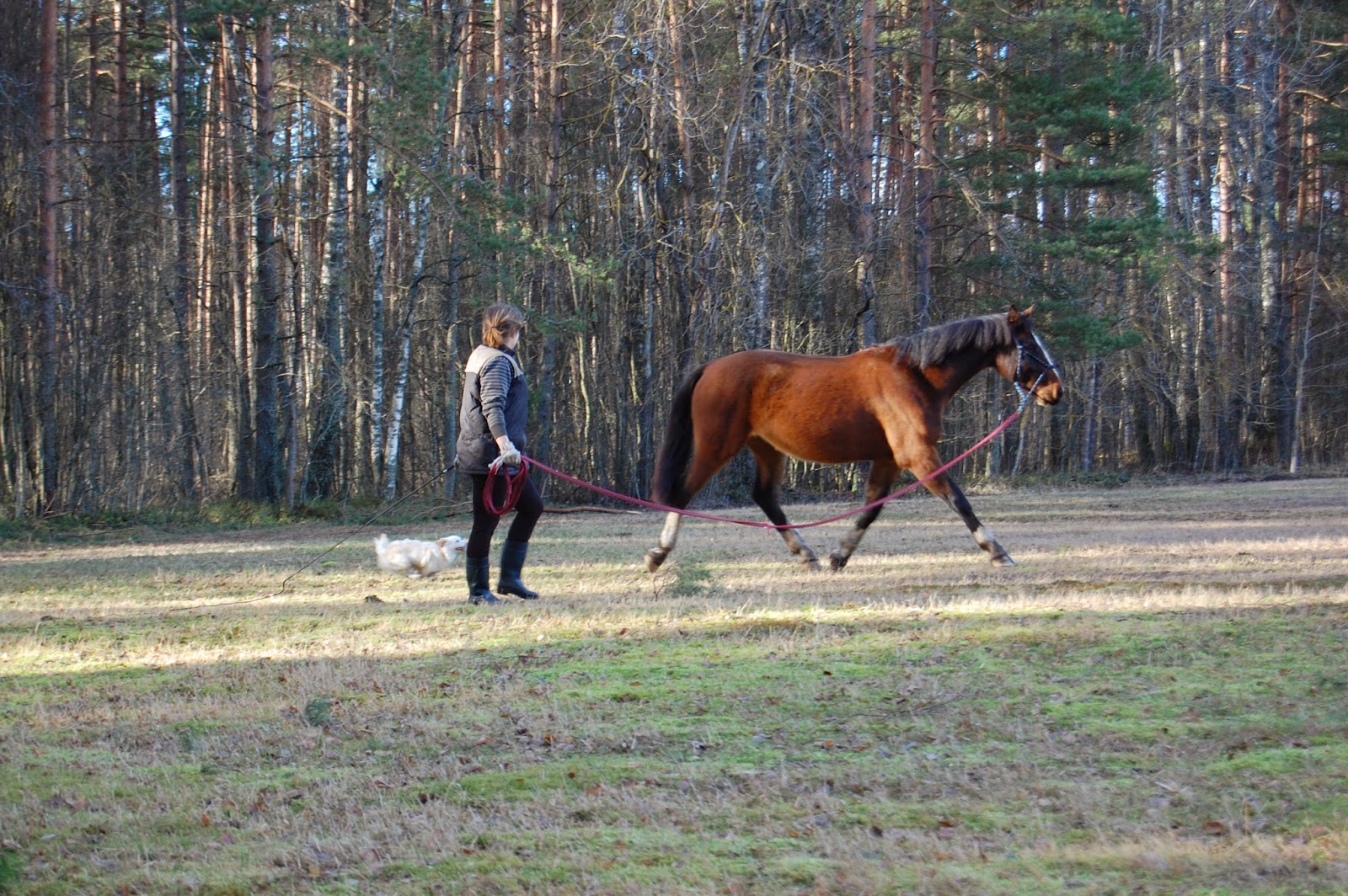 Cilvēks un Dzīvnieks: Kā iemācīt zirgam darboties kopā ar suni?