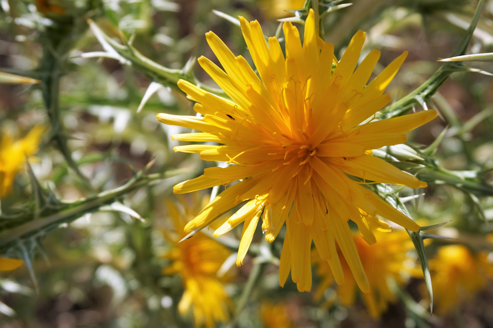 Plantas de Huerta Otea, Salamanca: Cardillo, cardo de olla, tagarnina ...