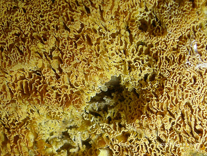 Anybody Seen My Focus?: Orange Sponge Polypore (Pycnoporellus alboluteus)?