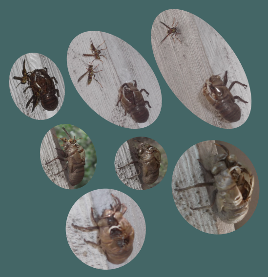whilldtkwriter site 4 ayes: New Molted Cicada Exoskeleton with Wasps