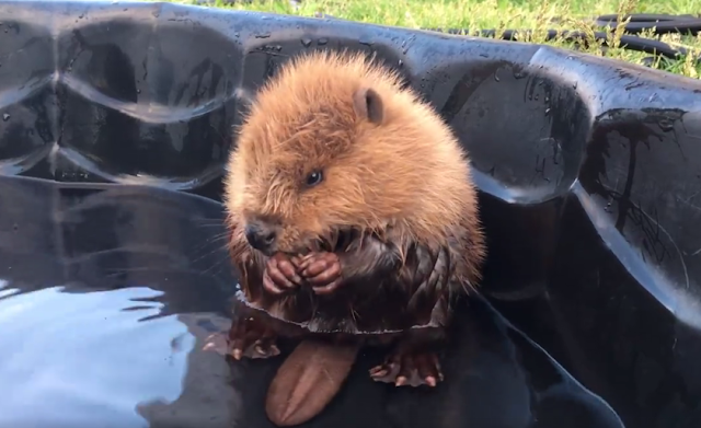 DABAR / BEAVER /-Branu grade da bi podigli nivo vode u jezeru ili u ...