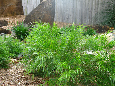 Gondwana Nursery: Acacia cognata Mini Cog - looking fabulous in a ...