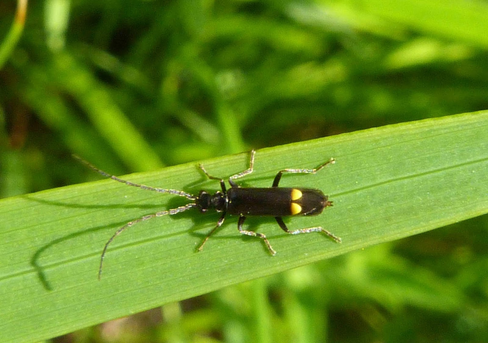 Insects of Scotland: Other Beetles