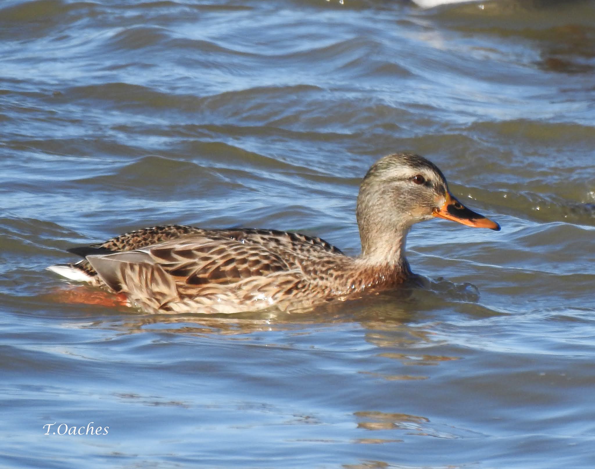 PASARI DIN ROMANIA: RATA PESTRITA, Anas strepera