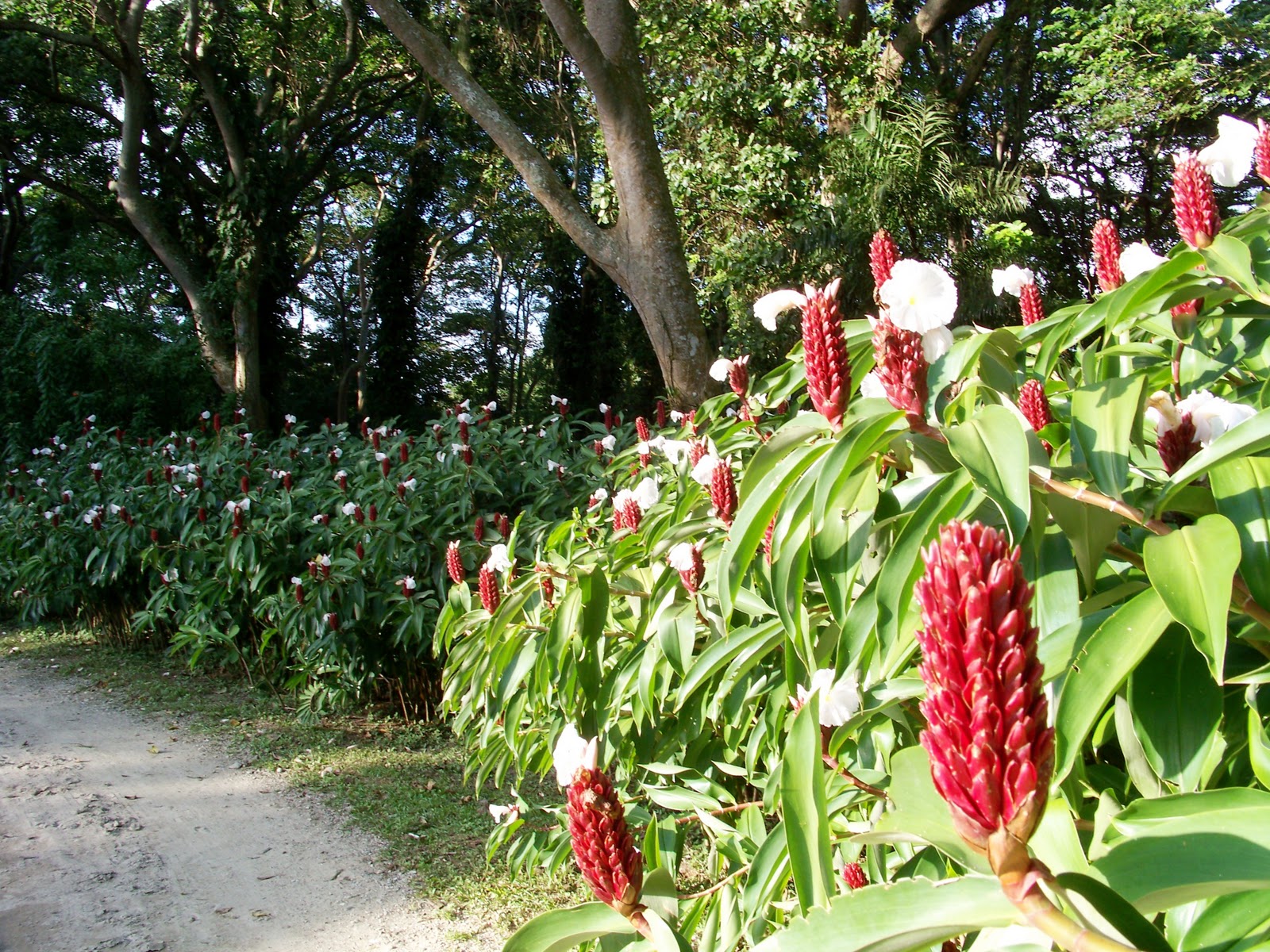 verdevenezuela: Visita al Parque de La Exótica Flora Tropical, San ...