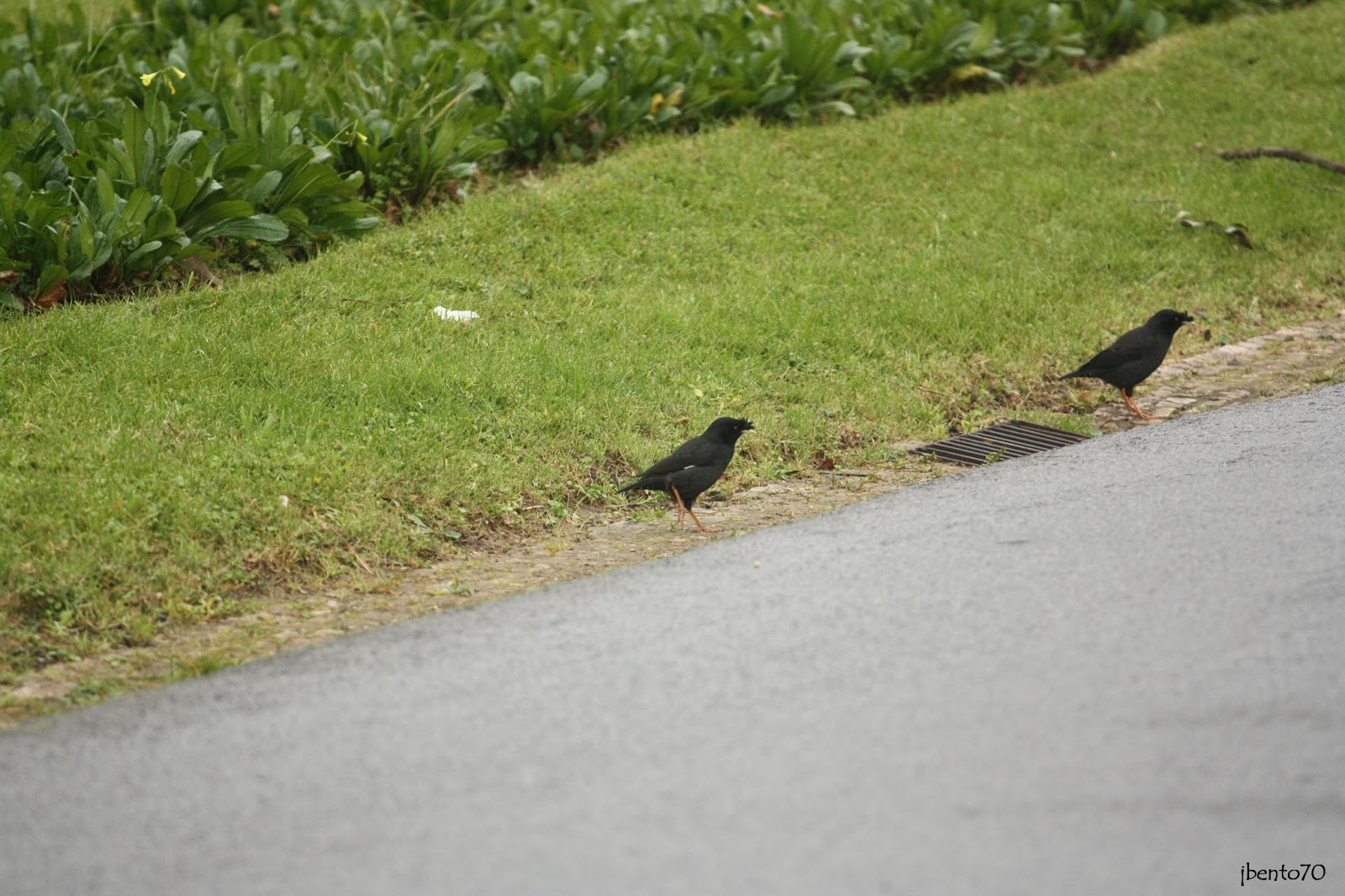 Birding Cascais: Mainato-de-poupa / Crested Myna (Acridotheres ...