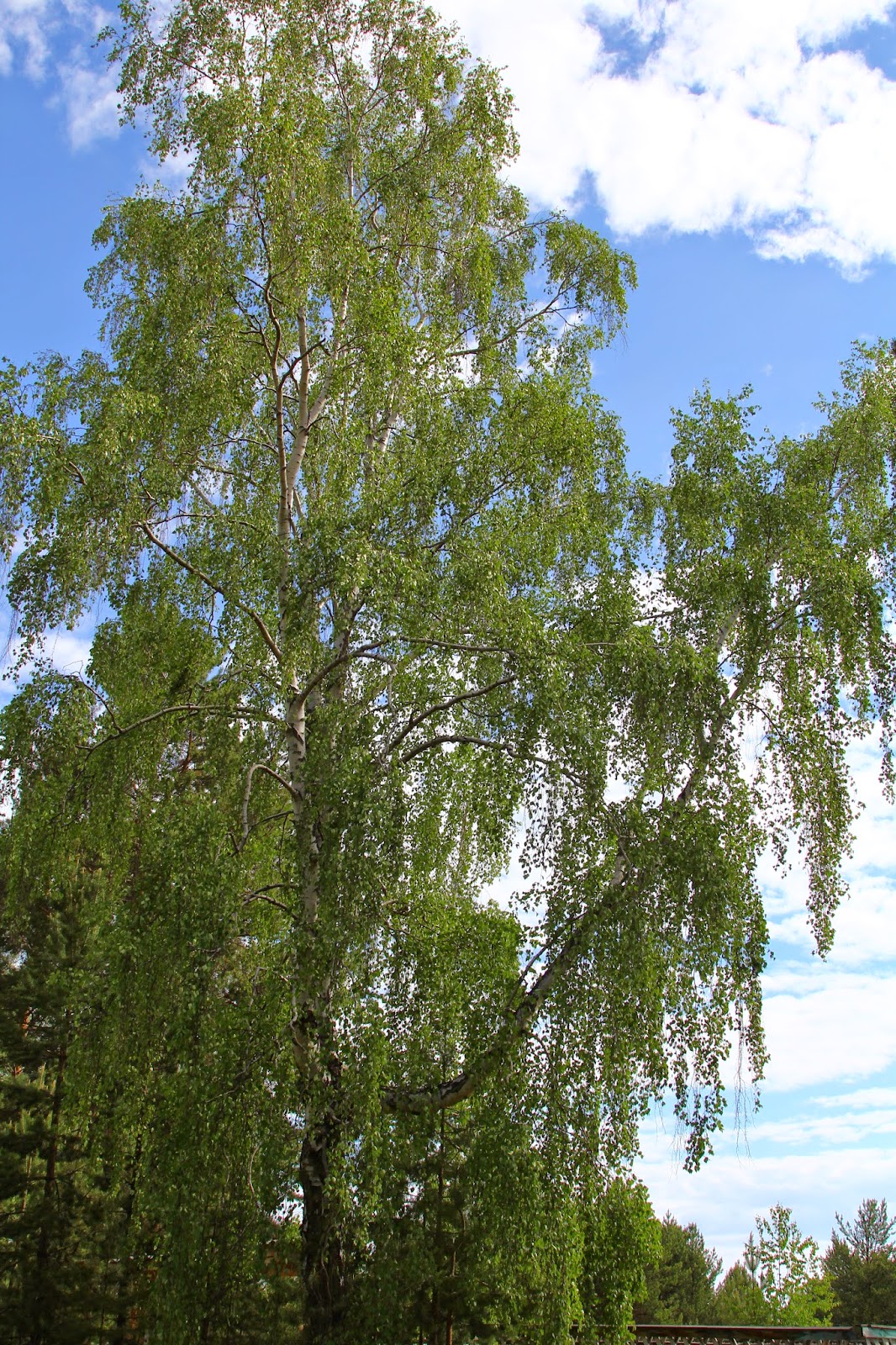 Травы Байкала.: Берёза повислая (берёза бородавчатая, берёза белая ...