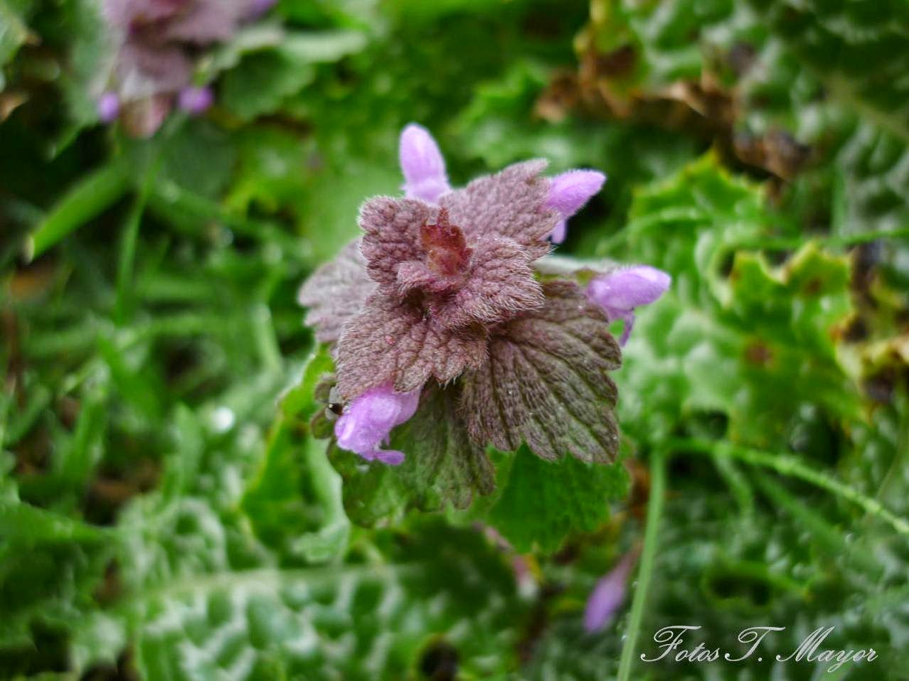 Flores y plantas silvestres: " Lamium purpureum ". Ortiga roja, Lamio ...