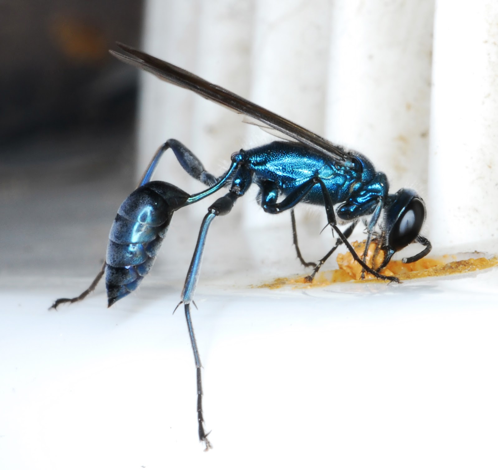 Variety of Life: Chalybion