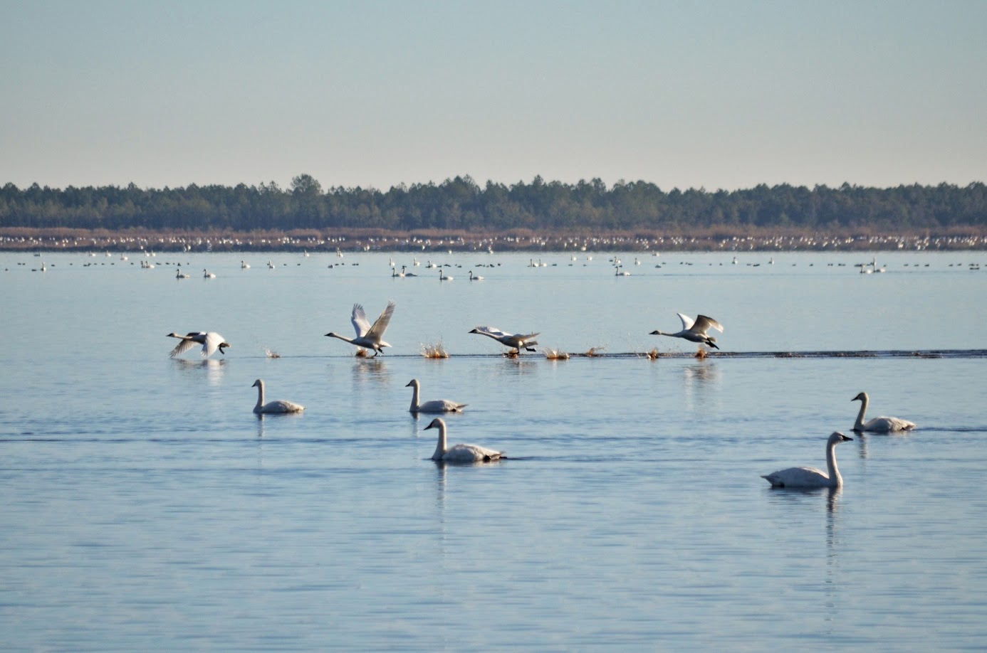 Waterfall Hero Hikes: Pocosin Lakes National Wildlife Refuge