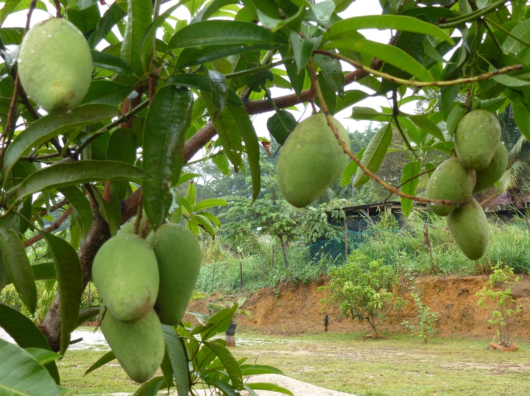 Greenfingers: Buah Mangga Meluyut