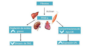 Conceptos de Bioquimica: LIPIDOS Y ACIDOS NUCLEICOS