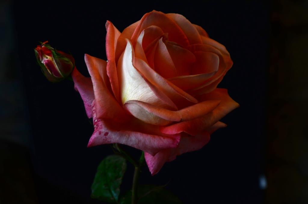 ps-pictureshop: Rose, Roza, hoa hồng, Roses, faqekuq, ruže, roser, roses,