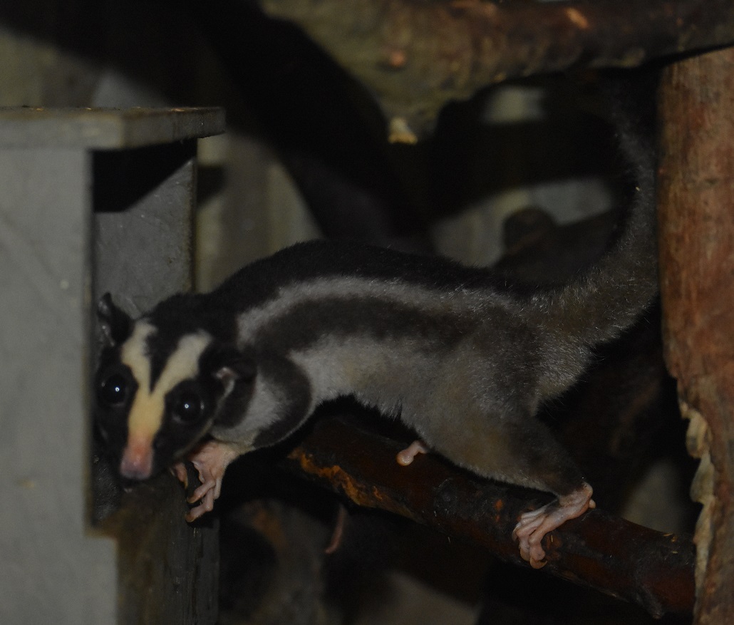 ZOOTOGRAFIANDO (6.100 ANIMALS): FALANGERO LISTADO / COMMON STRIPED ...