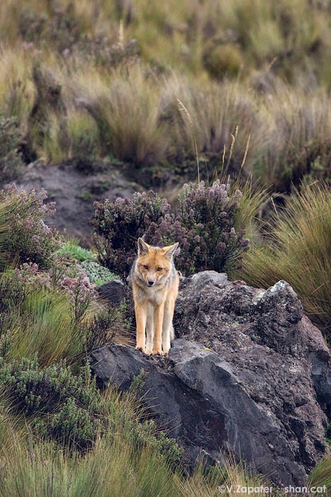 Riquezas Boyacenses: ¿Sabias que animales habitan en el páramo?