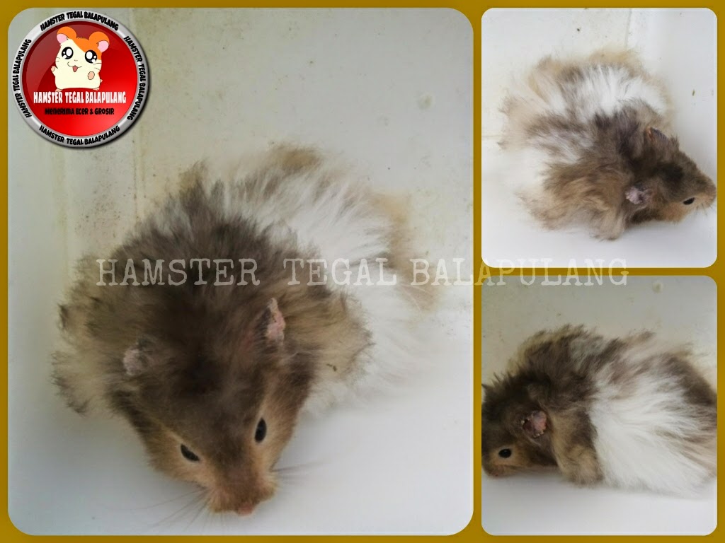 HAMSTER SYRIA (Mesocricetus auratus) - Peternakan Hamster Tegal