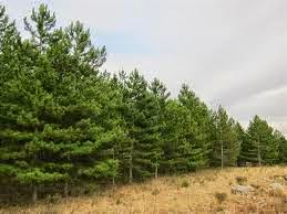 ETER Aromaterapia: Los Aceites Esenciales - Abeto común