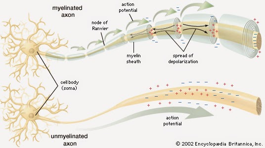 Ciencias de Joseleg: Las células gliales, la capa de mielina y los ...