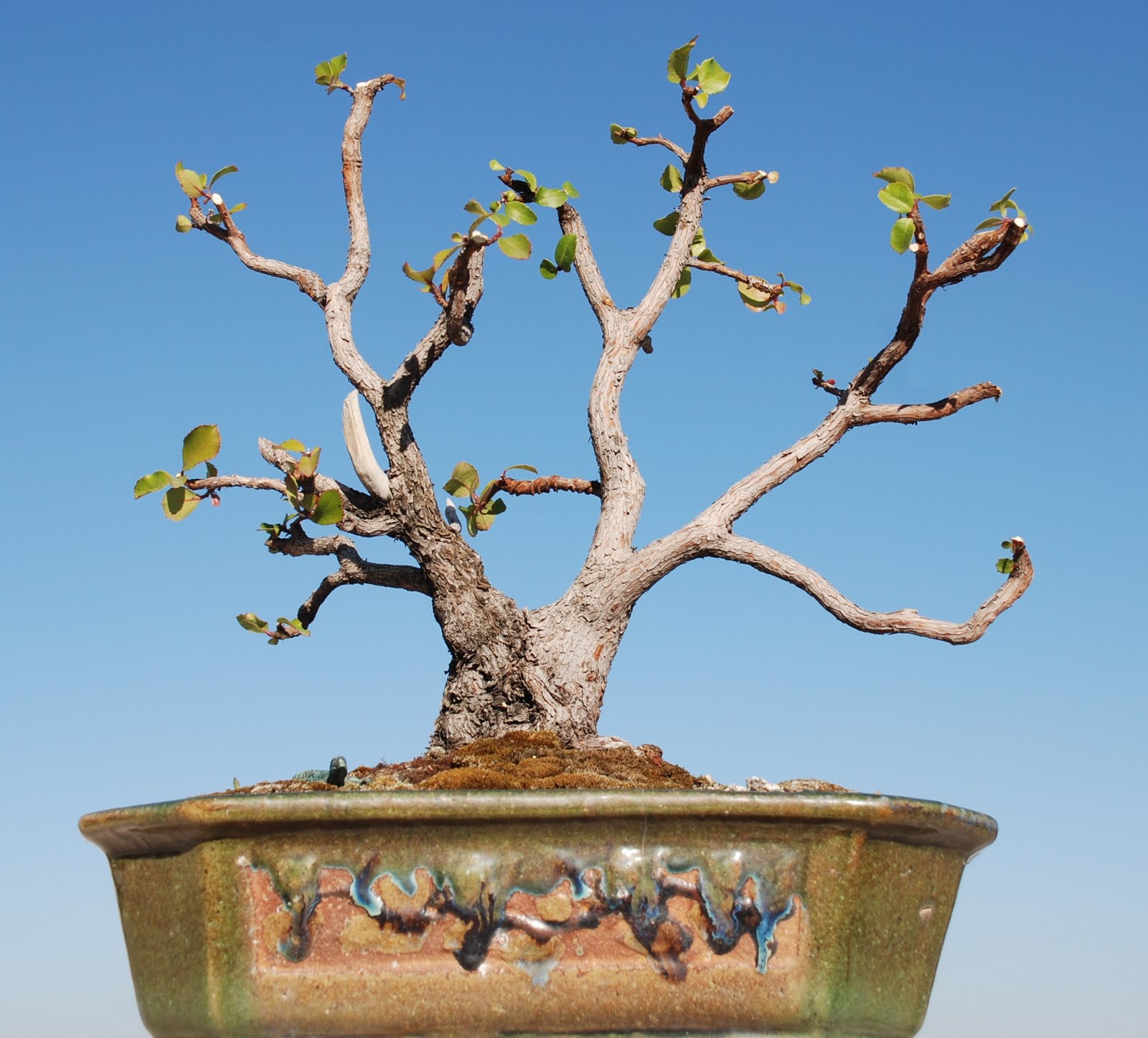 Bonsai de Javier Neila: Trabajos con un madroño