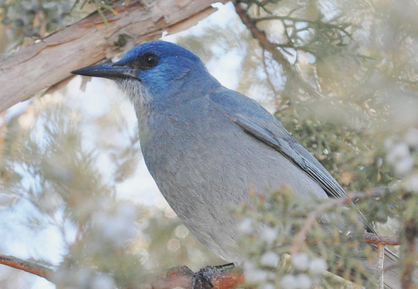 Birds of Madison County