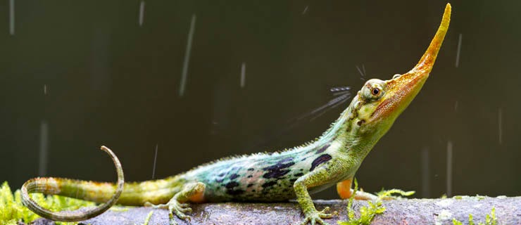 Balkan Wildlife: My Top 10 Favourite Reptiles
